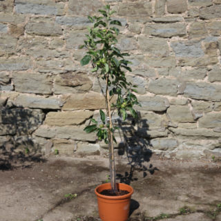 Apple Scrumptious Trees | Trees Direct