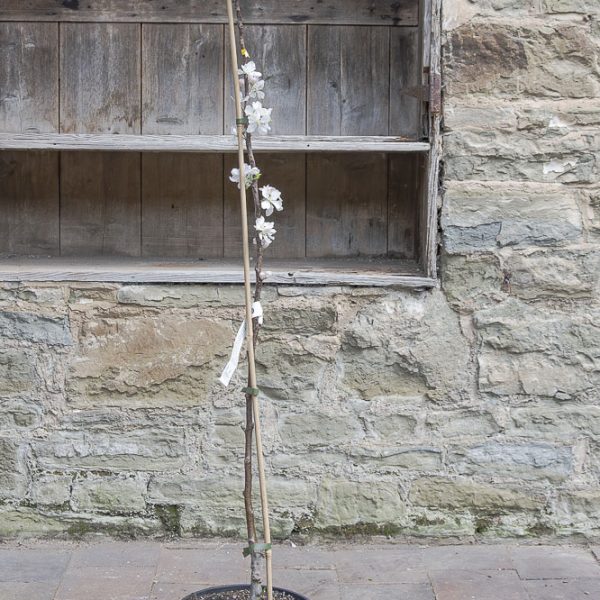 Apple Scrumptious Trees | Trees Direct