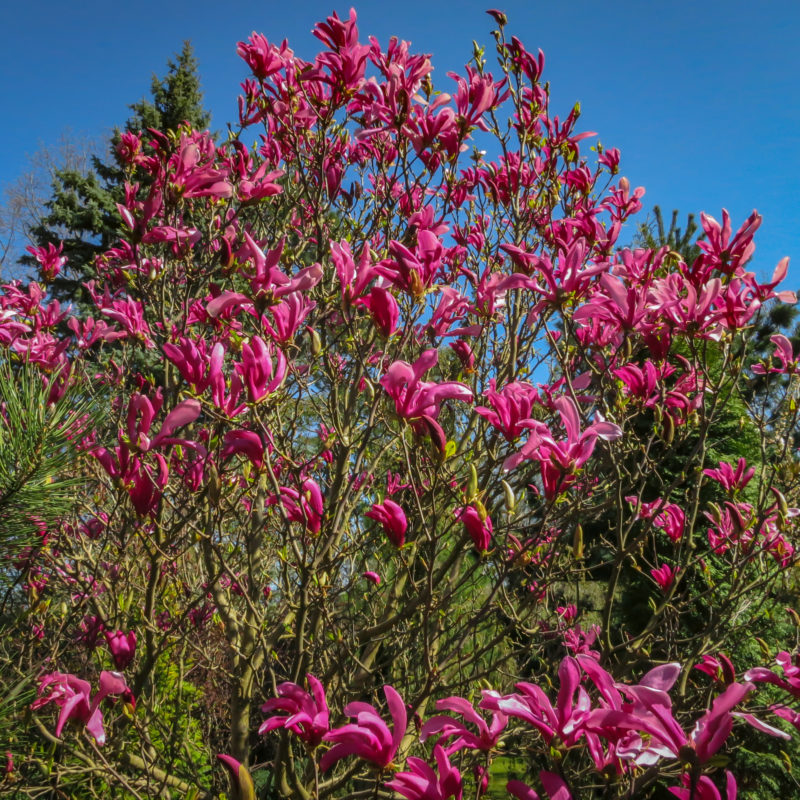 Magnolia Susan Trees For Sale | Trees Direct