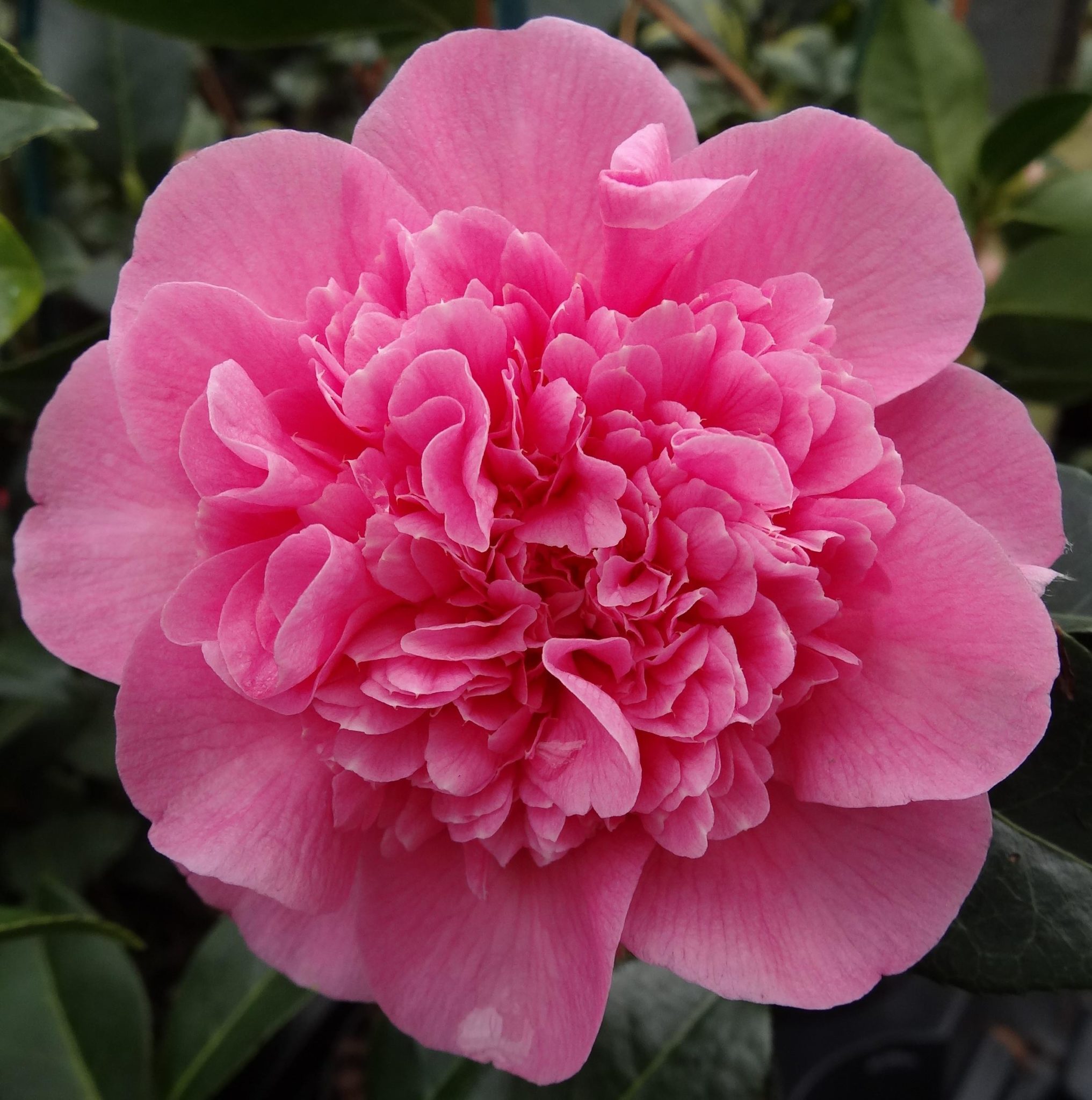 Debbie Camellias For Sale | Trees Direct