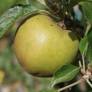 Herefordshire Russet Apple Trees for Sale | Trees Direct