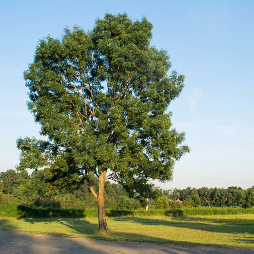 Ash For Sale | Trees Direct